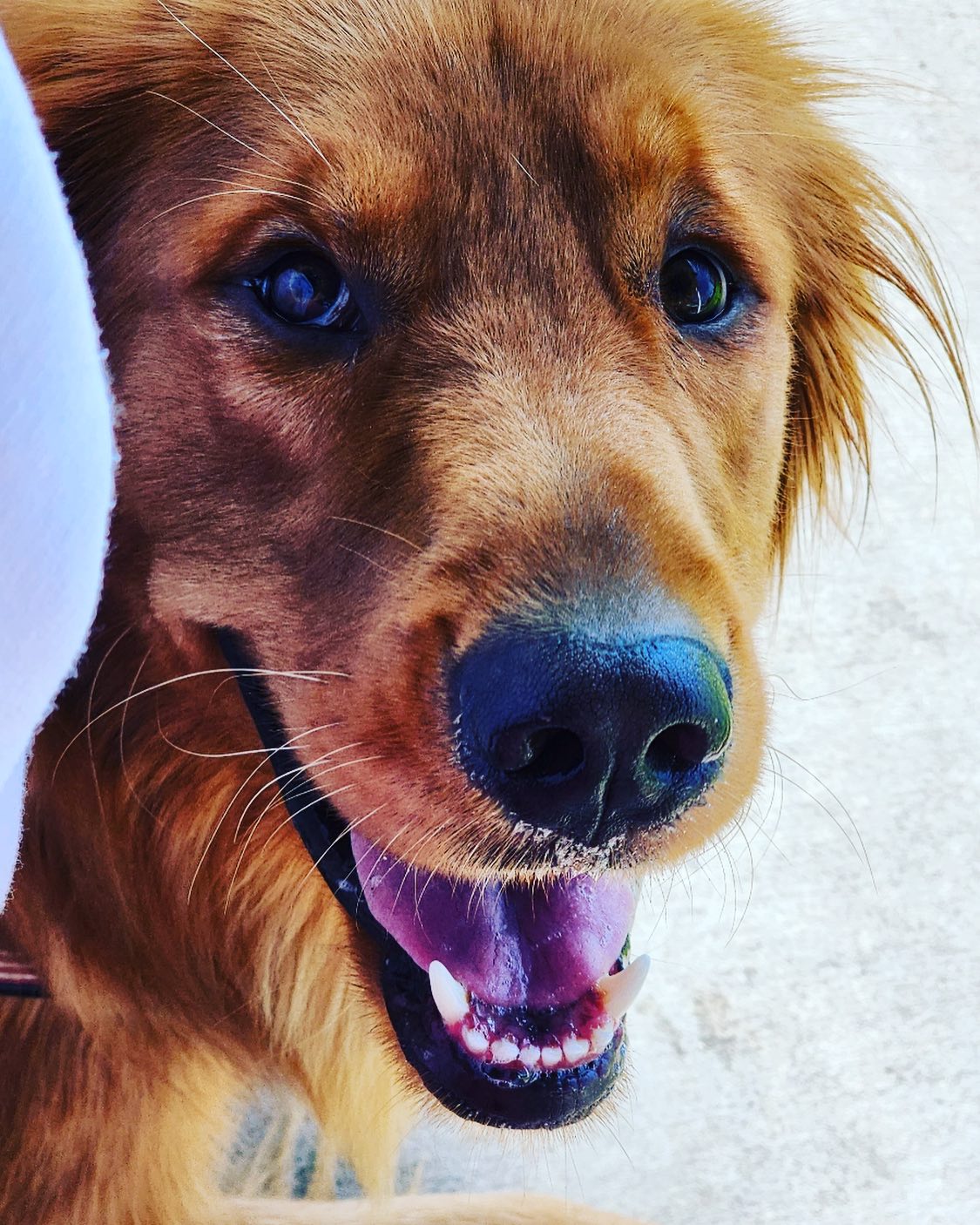 Multi-Purpose Service Dogs – ErrorlessServiceDogs