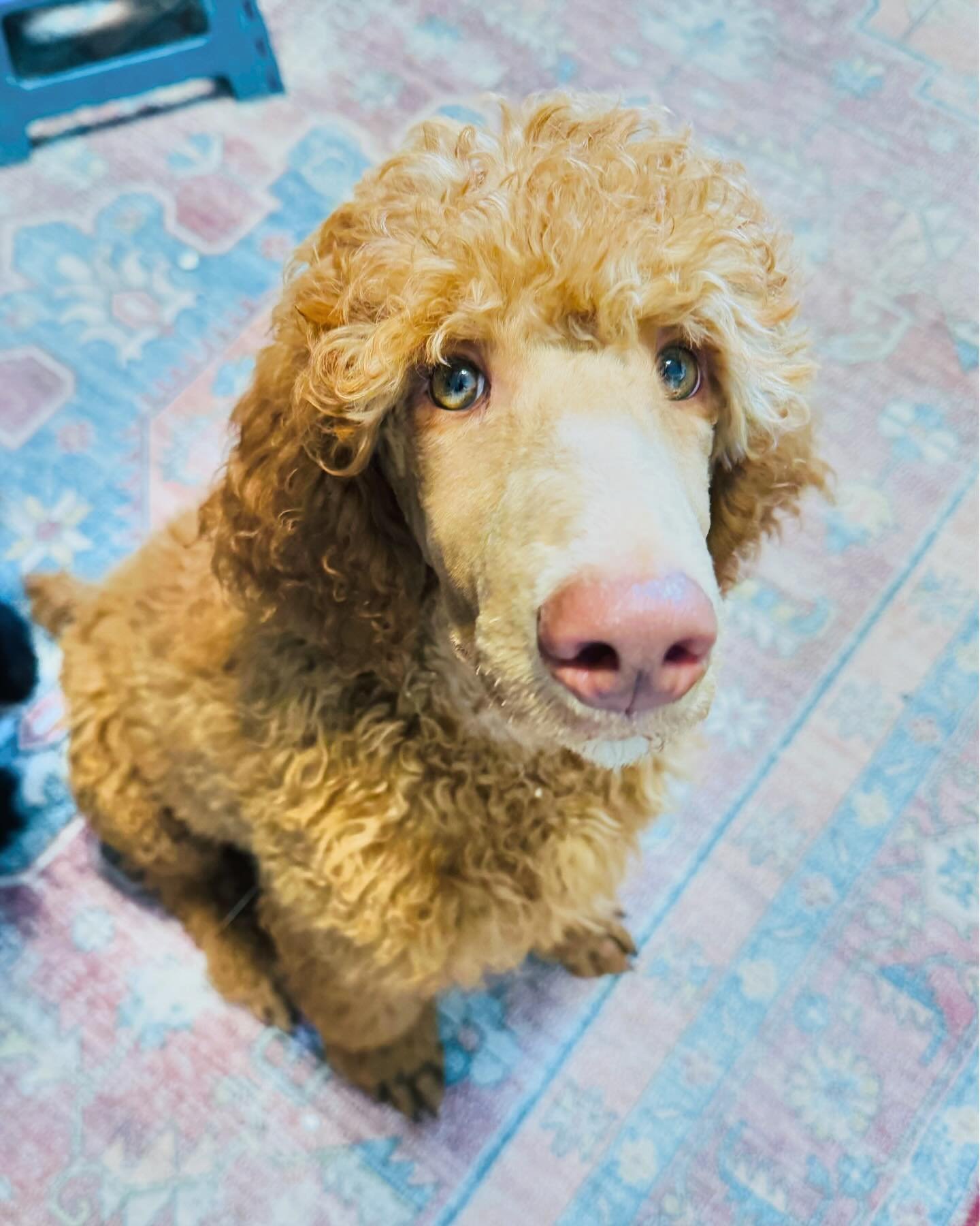 Trained Service Dogs For Sale – ErrorlessServiceDogs