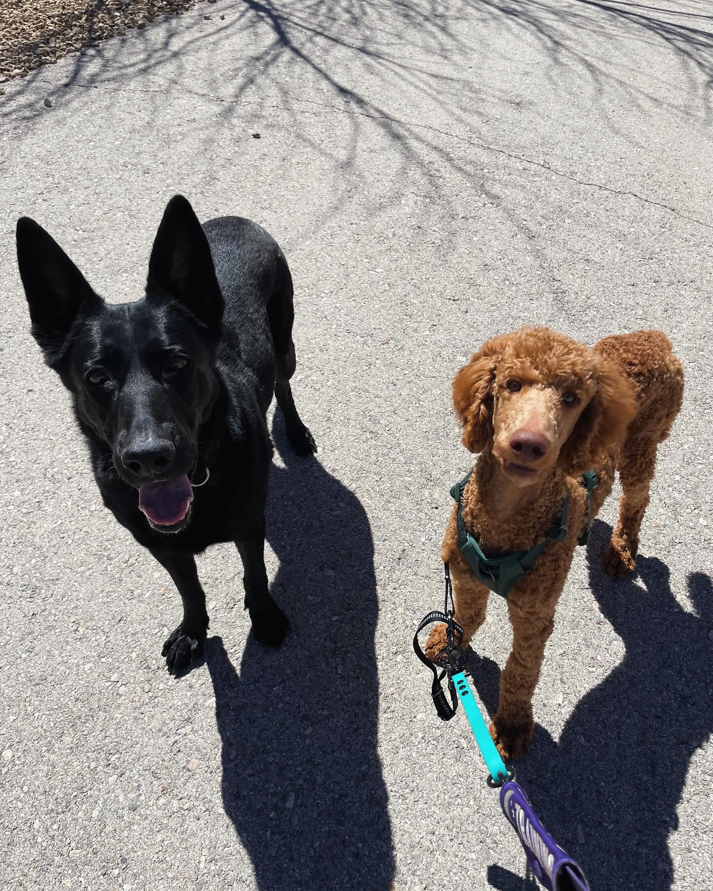 Trained Service Dogs For Sale – ErrorlessServiceDogs