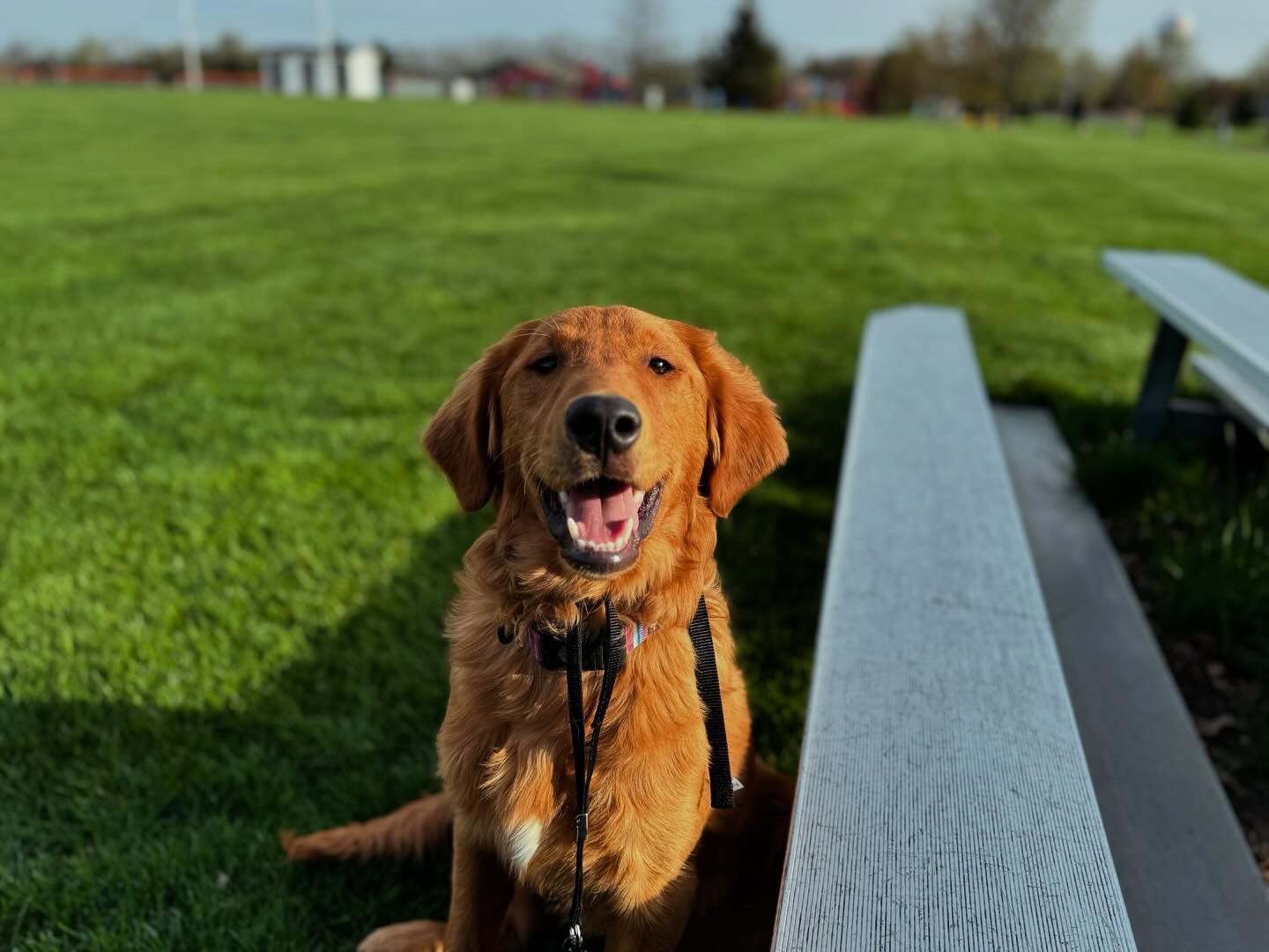 Trained Service Dogs For Sale – ErrorlessServiceDogs