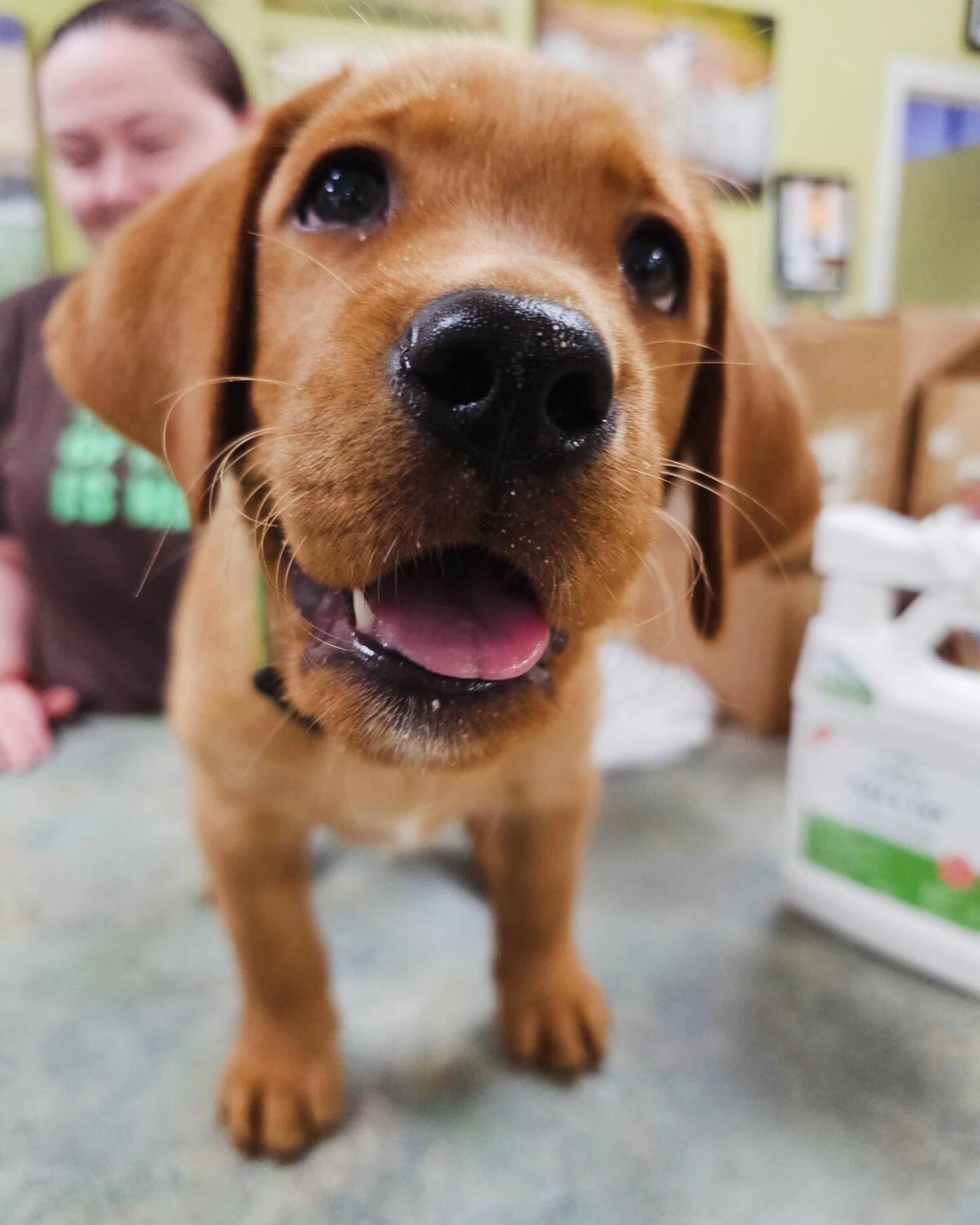 Trained Service Dogs For Sale – ErrorlessServiceDogs