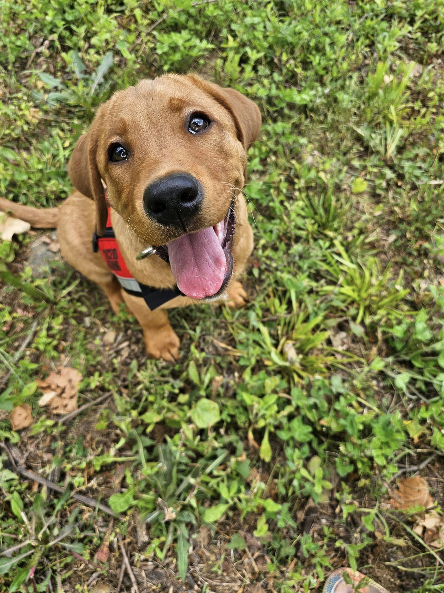 Trained Service Dogs For Sale – ErrorlessServiceDogs