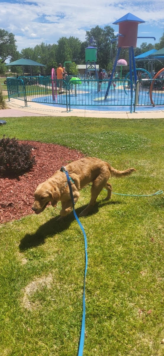 Trained Service Dogs For Sale – ErrorlessServiceDogs