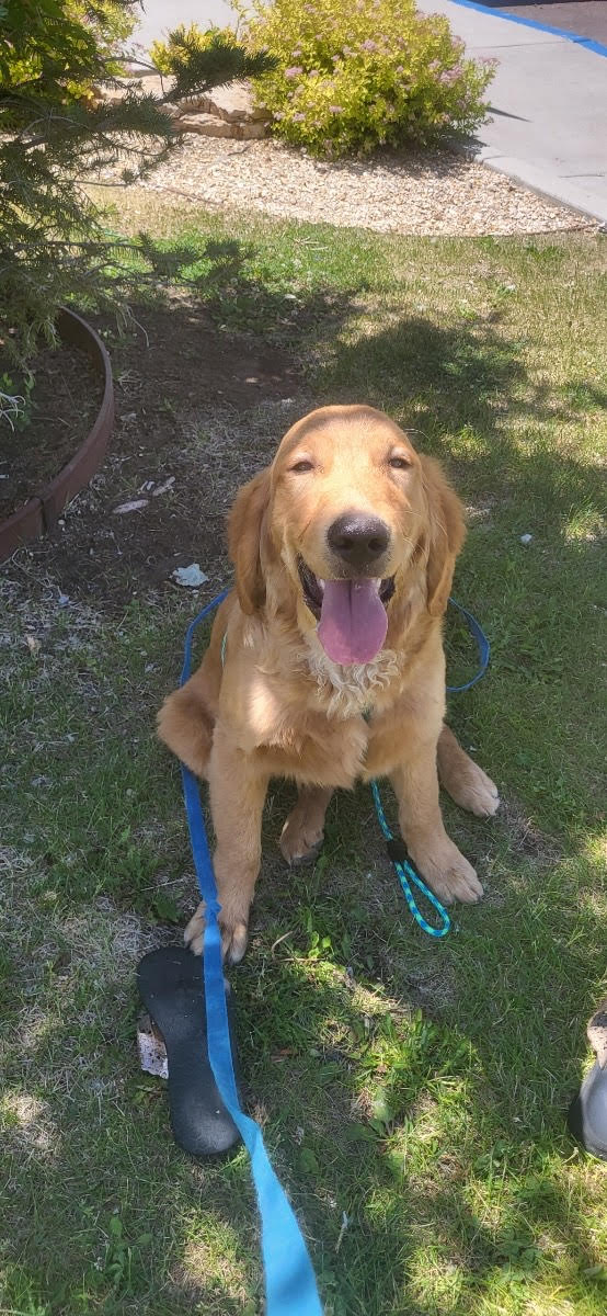 Trained Service Dogs For Sale – ErrorlessServiceDogs