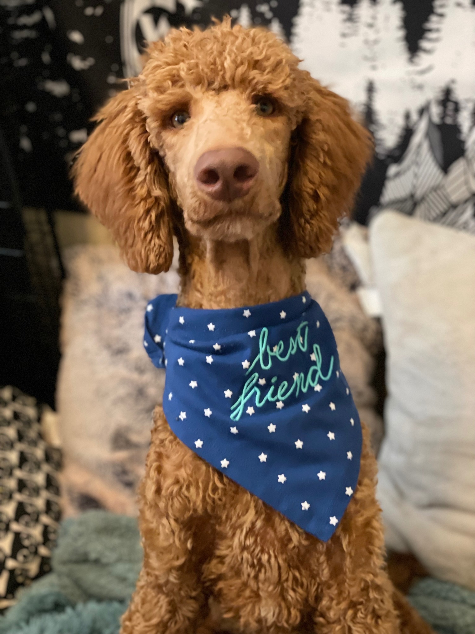 Trained Service Dogs For Sale – ErrorlessServiceDogs