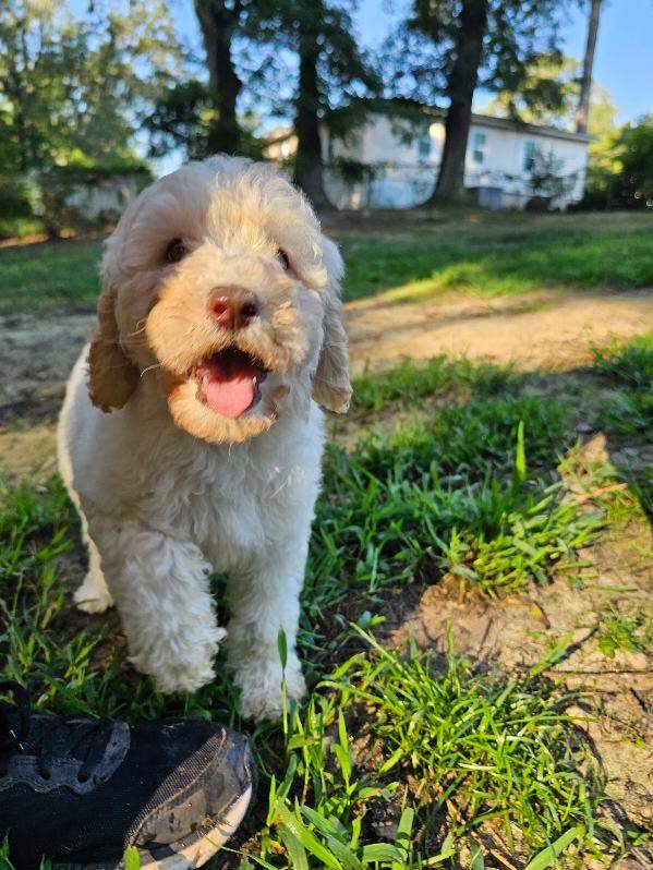 Trained Service Dogs For Sale – ErrorlessServiceDogs