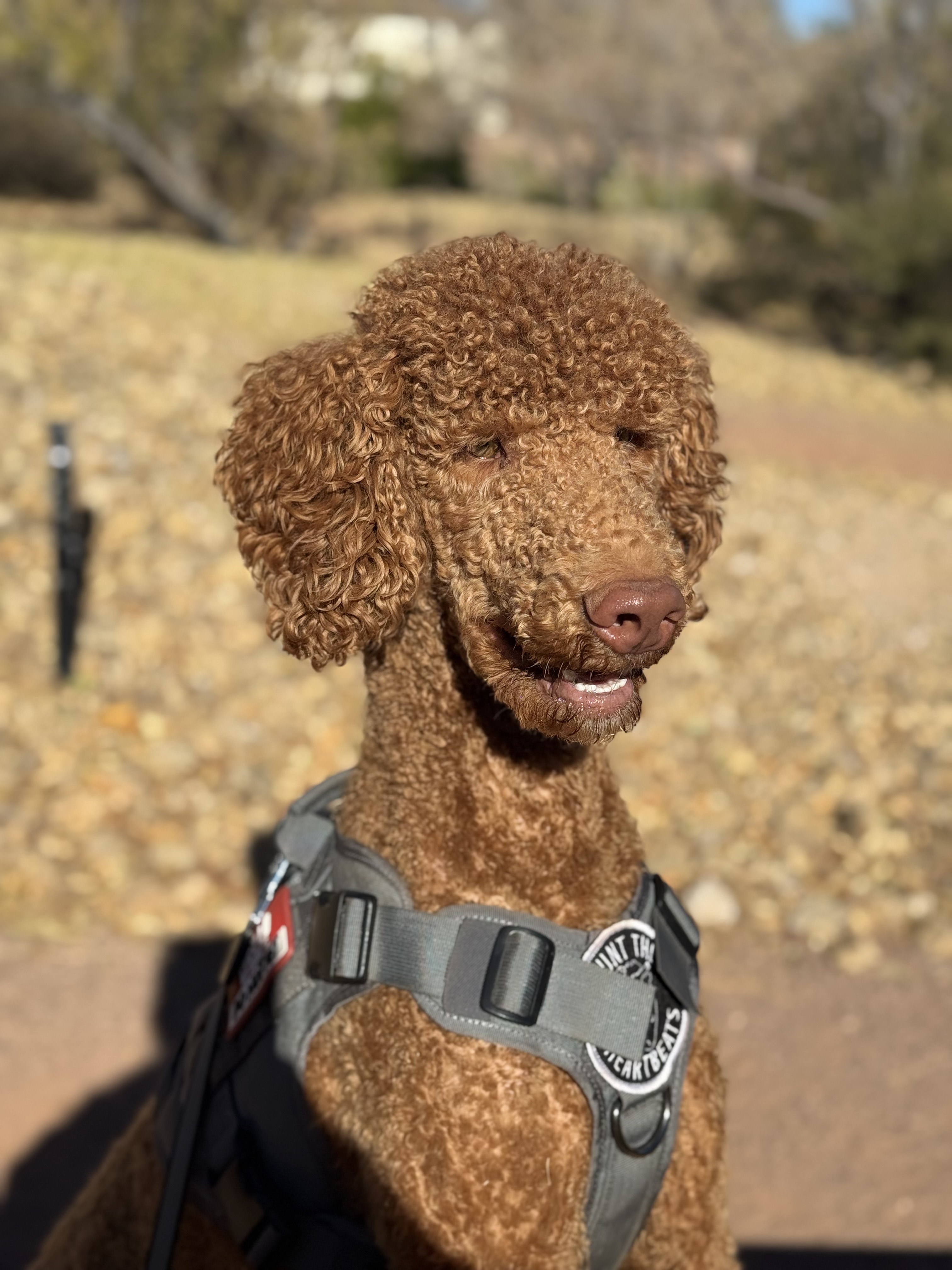 Trained Service Dogs For Sale – ErrorlessServiceDogs
